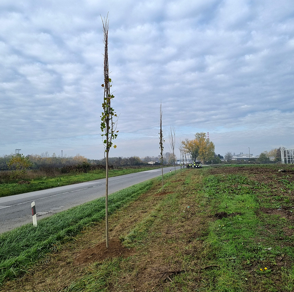 Širi se „Zeleni prsten” oko grada - Sirmiuminfo
